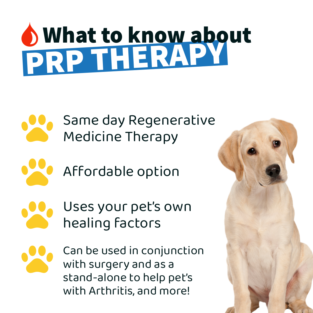 Platelet Rich Plasma Therapy - Haven Veterinary Clinic